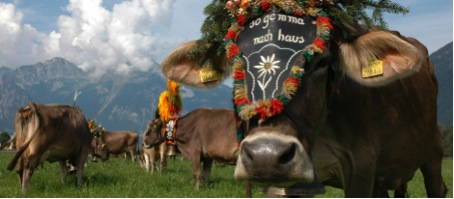 Der Herbst ist da: Traditionelle Almabtriebe in Tirol | Dinnerscout
